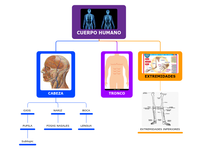 CUERPO HUMANO - Mind Map